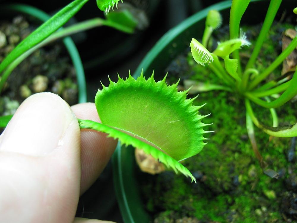 Photo of the leaves of Venus Flytrap (Dionaea muscipula 'Dente') posted by Maiden - Garden.org