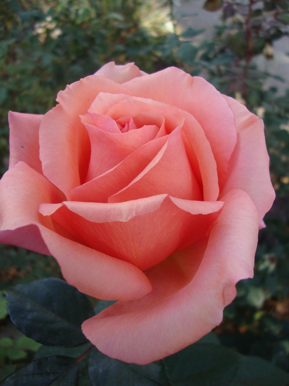 Photo of the bloom of Rose (Rosa 'Sunset Celebration') posted by ...