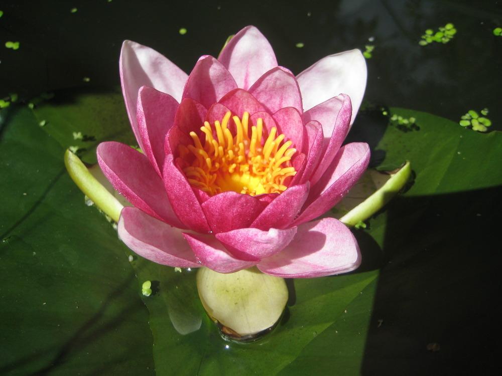 Dwarf Hardy Water Lily (Nymphaea 'Rene Gerard') in the Nymphaeas ...