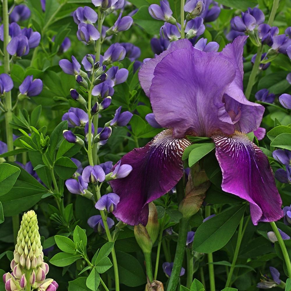 Very good composition in The 2014 All Things Plants Photo Contest ...