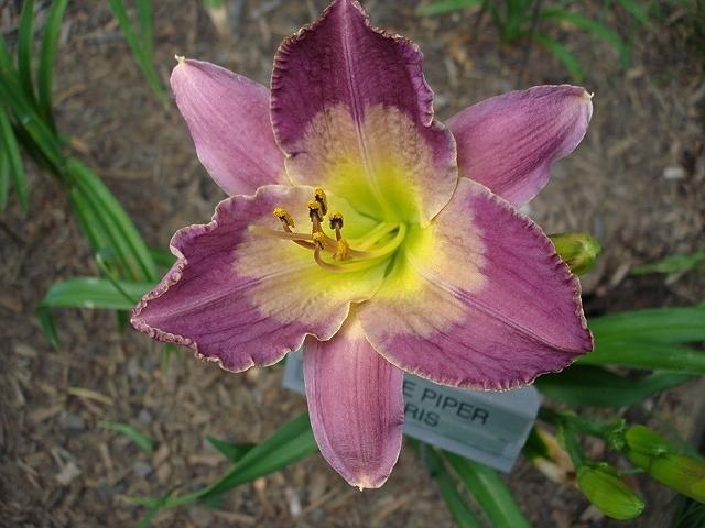 Daylily (Hemerocallis 'Bertie Piper Ferris') in the Daylilies Database ...