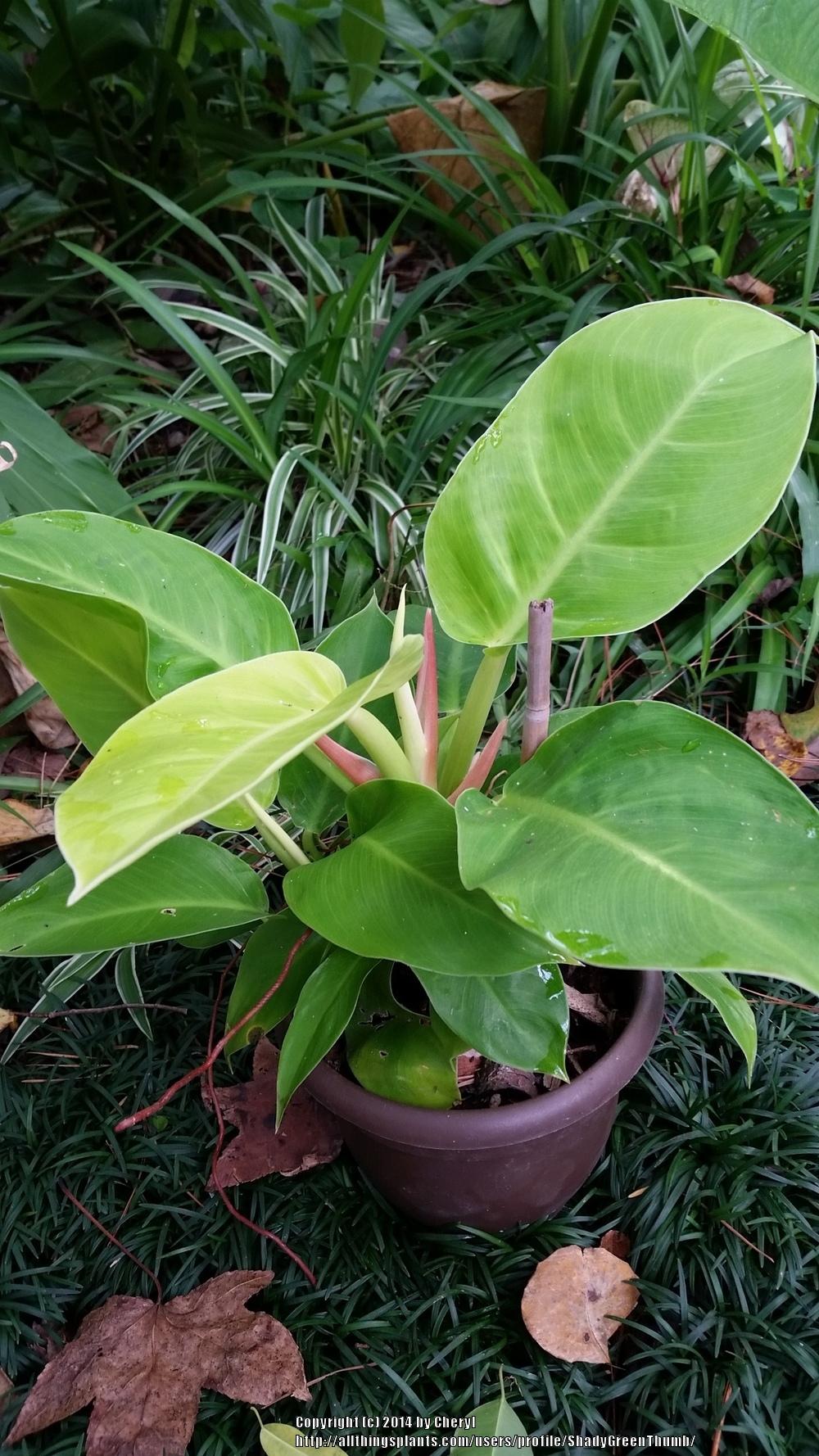 Philodendrons: Plant Care and Collection of Varieties - Garden.org