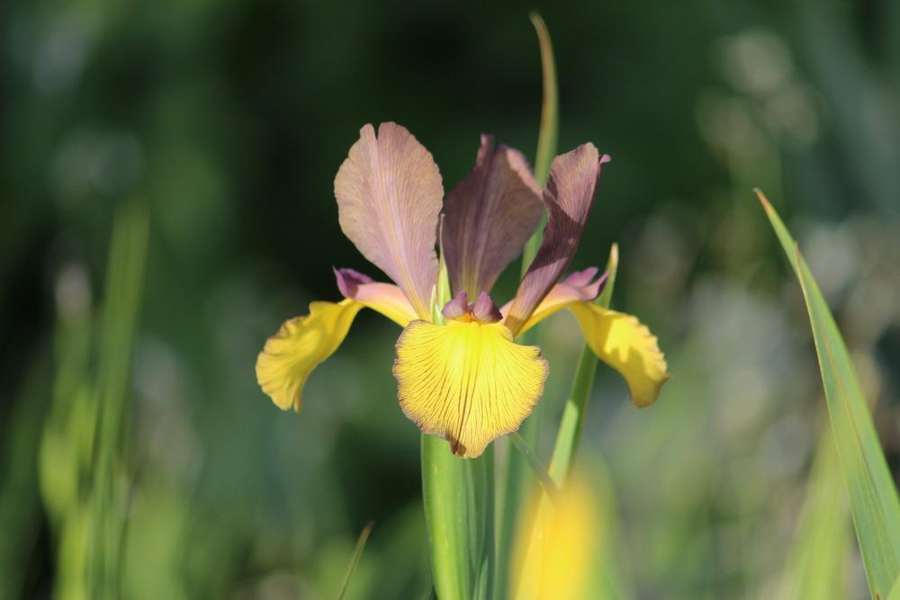 Spuria Iris (Iris 'Lookingglass Eyes') in the Irises Database - Garden.org