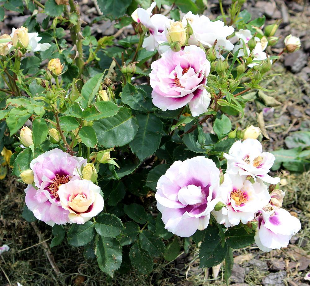 Photo of the bloom of Rose (Rosa 'Eyes for You') posted by ozkoala33 ...