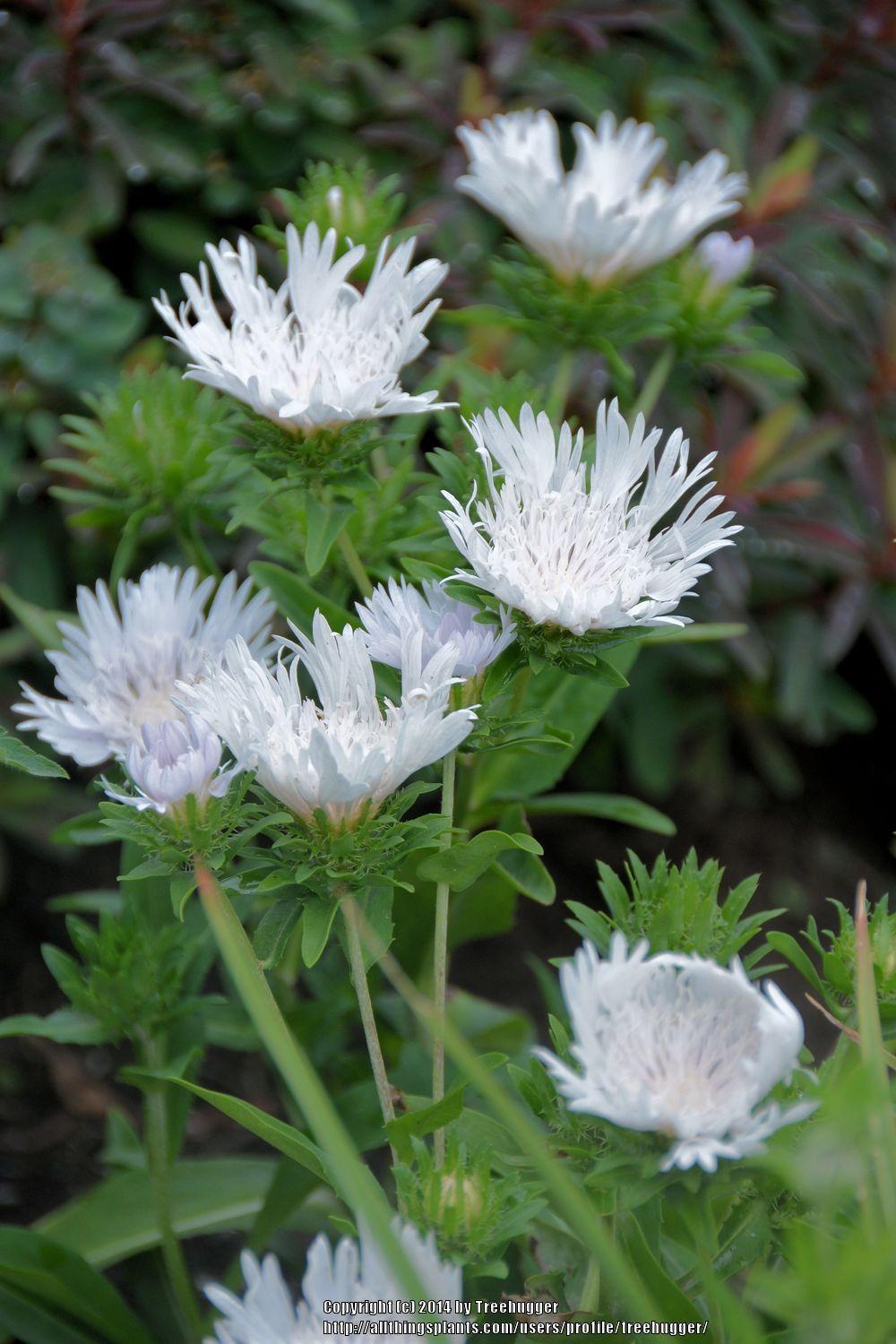 Stokes' Aster (Stokesia laevis 'Divinity') - Garden.org
