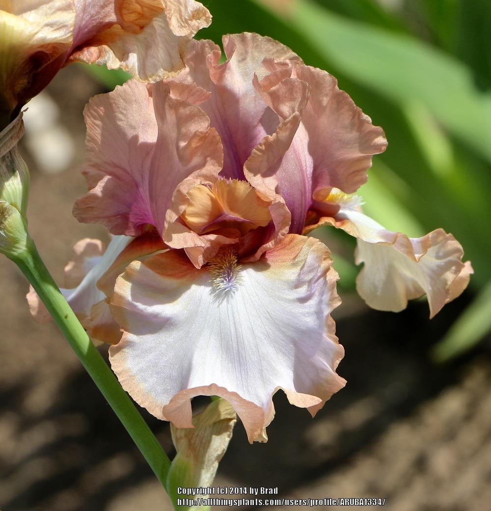 Photo of the bloom of Tall Bearded Iris (Iris 'Soft Sensation') posted ...