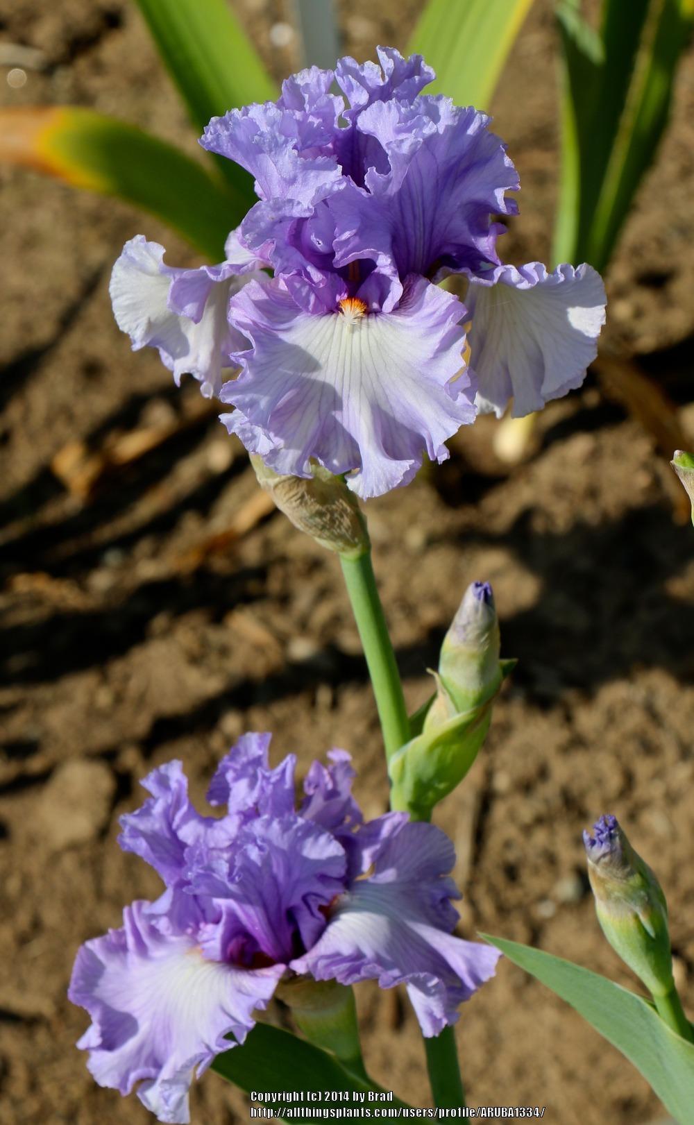 Photo of the bloom of Tall Bearded Iris (Iris 'Soul Mate') posted by ...
