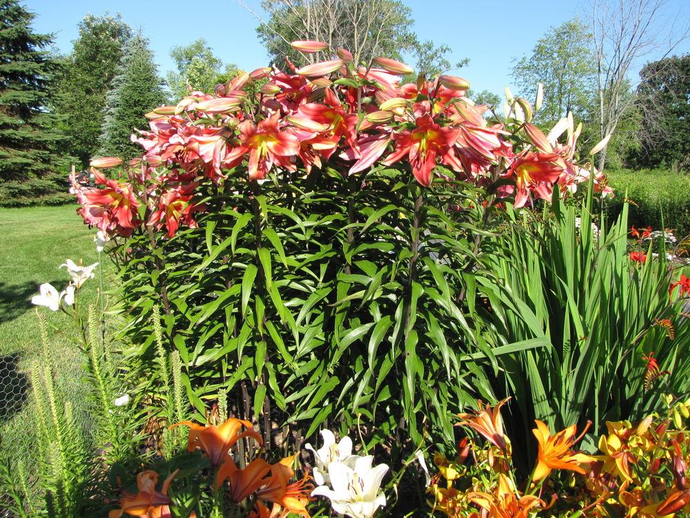 Photo of the entire plant of Lily (Lilium 'Satisfaction') posted by ...