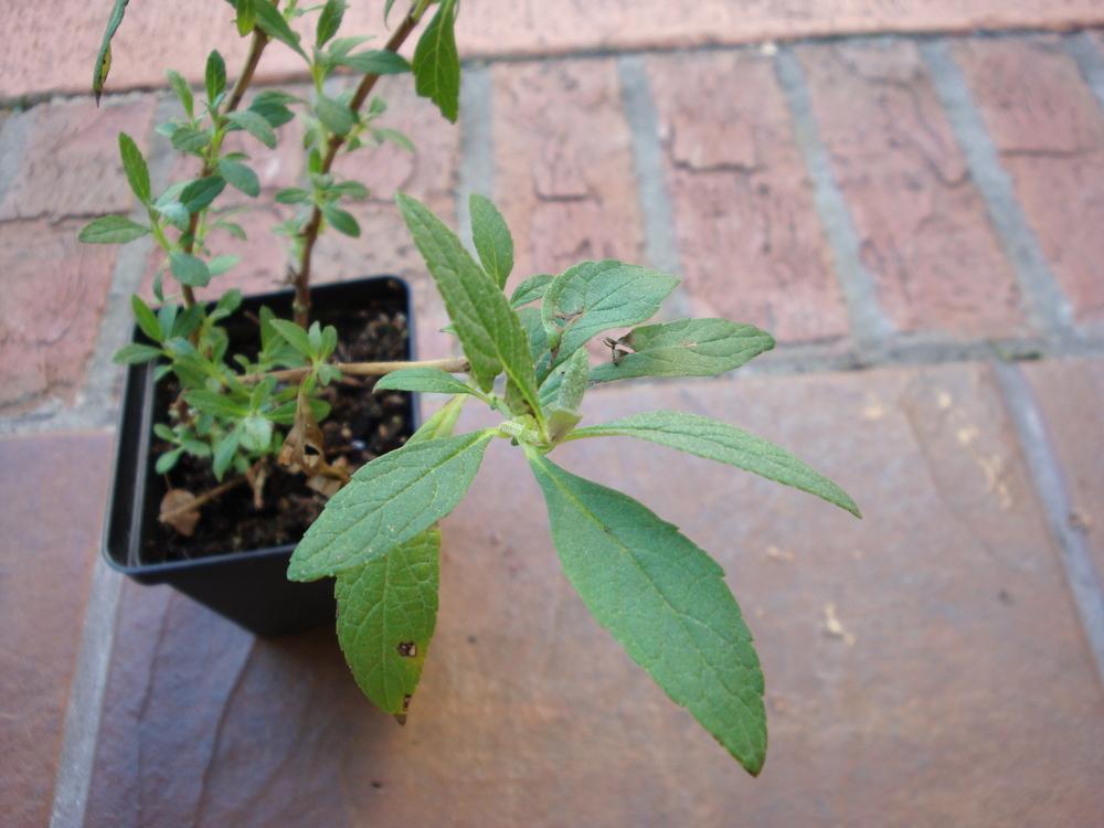 Photo of the leaves of Butterfly Bush (Buddleja Buzz™ Velvet) posted by ...