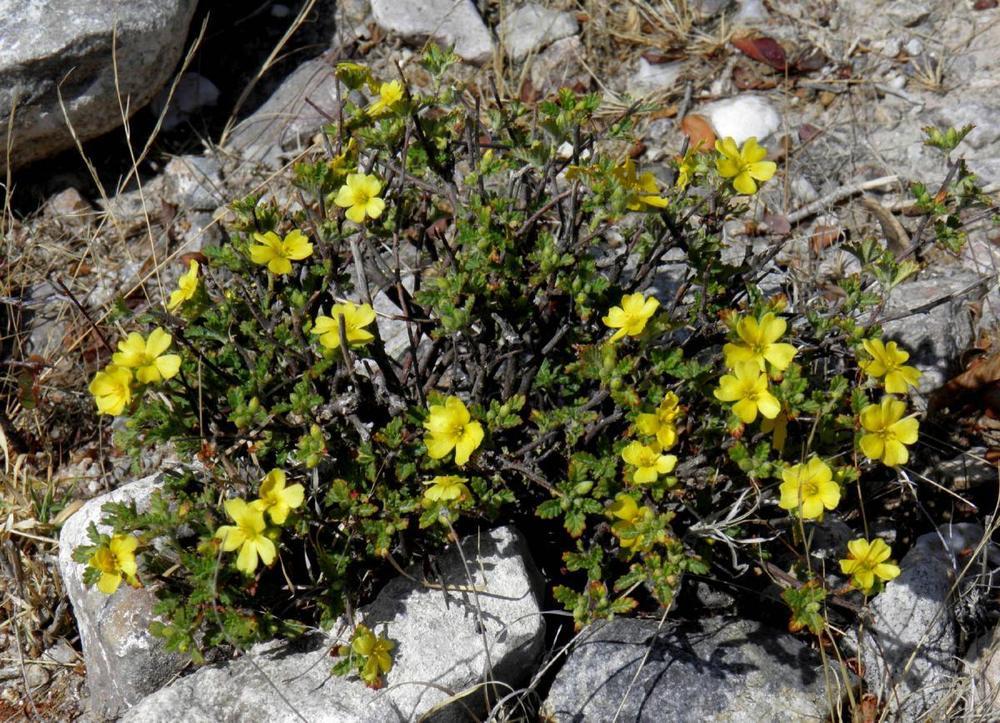 Photo of the habitat view of Damiana (Turnera diffusa) posted by admin ...