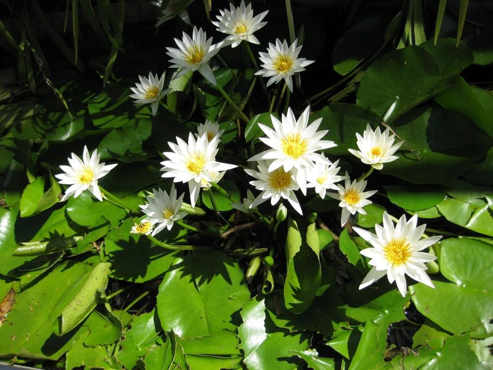 Photo of the entire plant of Tropical Day Blooming Water Lily (Nymphaea ...