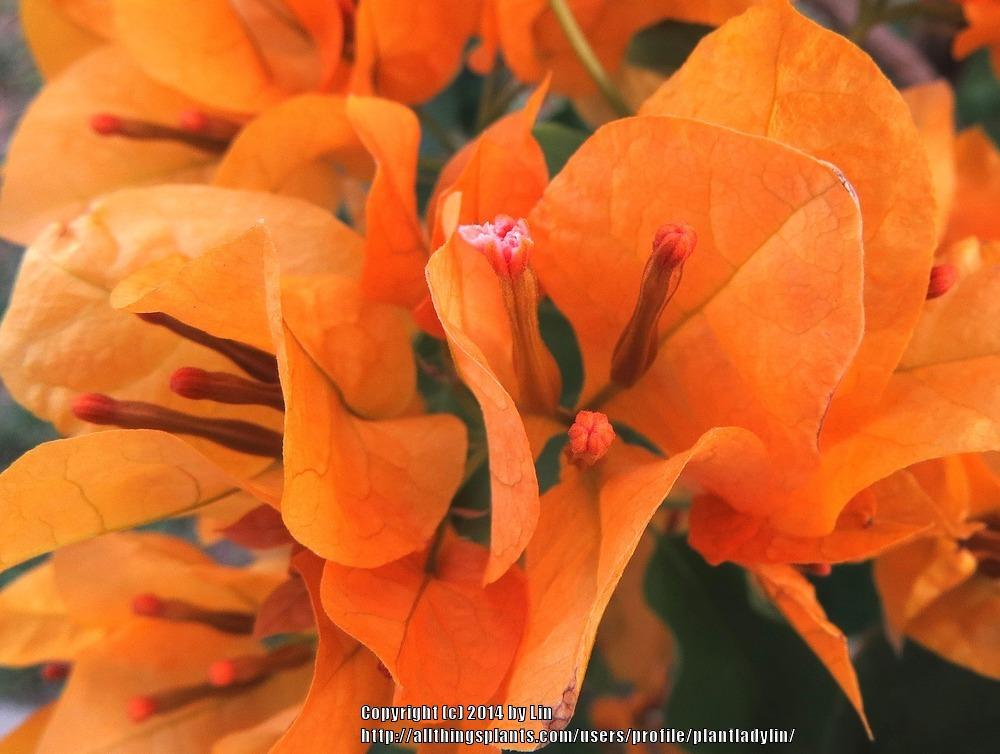 Bougainvilleas: Plant Care and Collection of Varieties - Garden.org