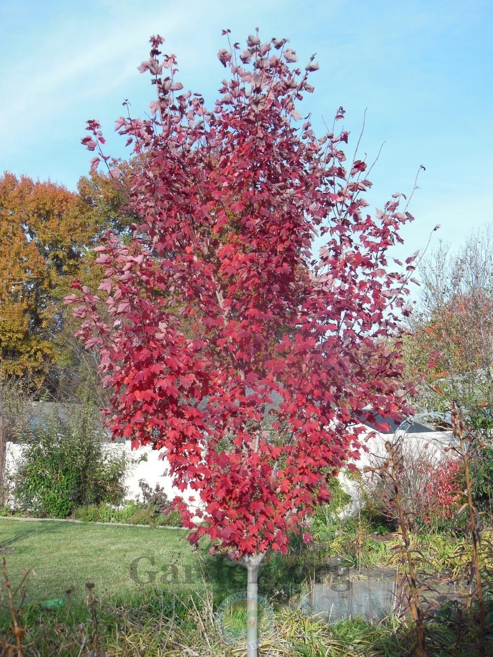 Photo of the entire plant of Red Maple (Acer rubrum 'Brandywine ...