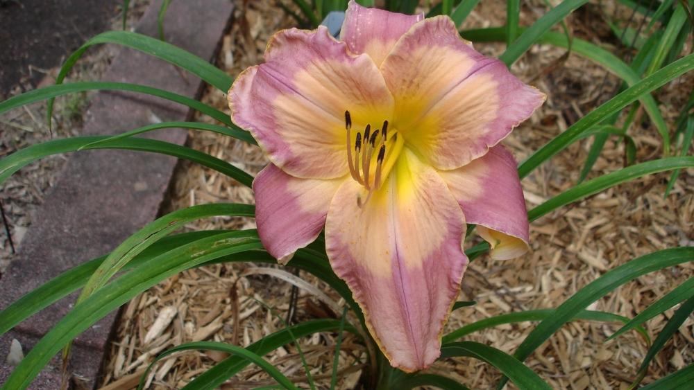 Daylily (Hemerocallis 'Chinese Kite') in the Daylilies Database ...