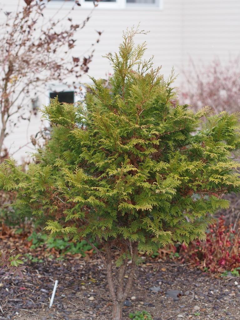 Atlantic White Cedar Plant Seeds For Planting, Chamaecyparis Thyoides