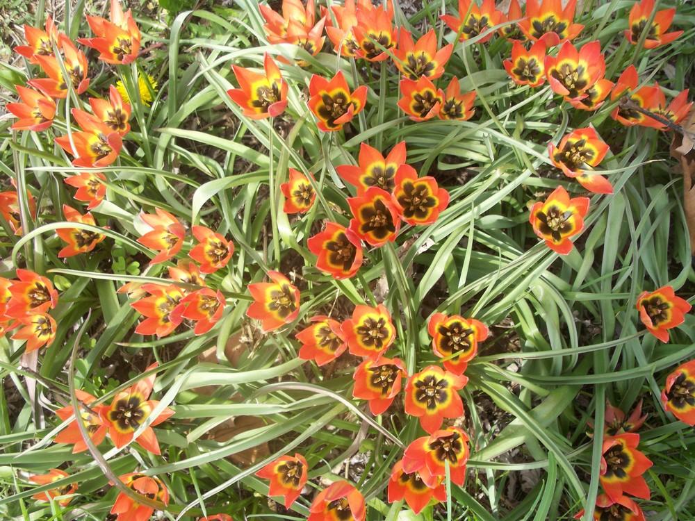 Species Hybrid Tulip (Tulipa 'Little Princess') in the Tulips Database ...