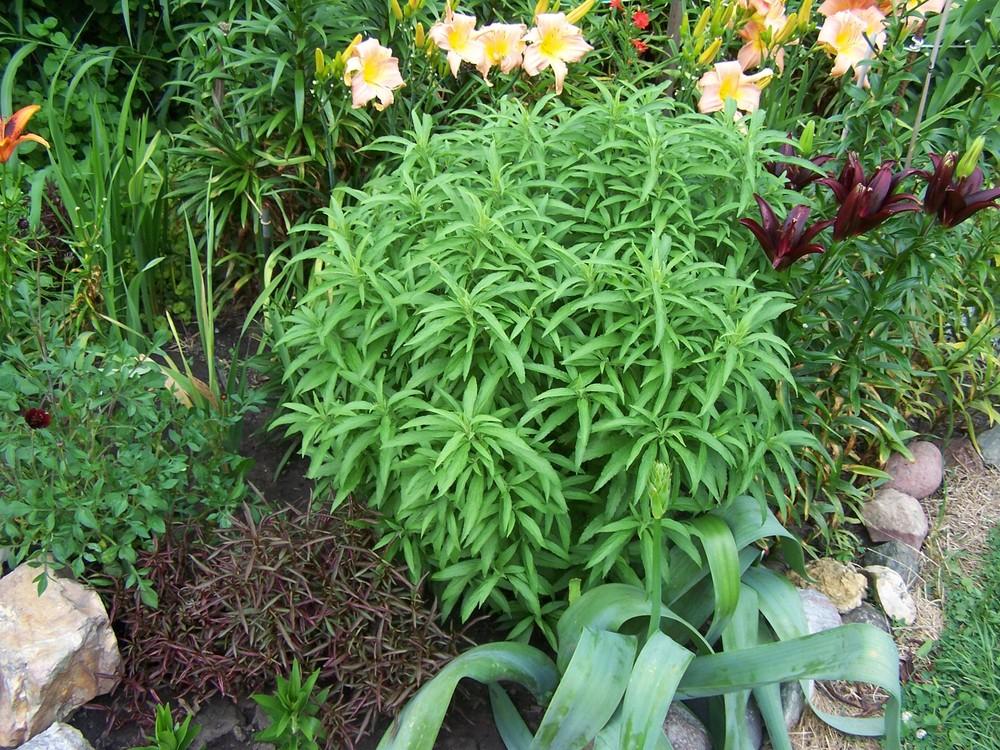 Lions Tail: Plant Care and Collection of Varieties - Garden.org