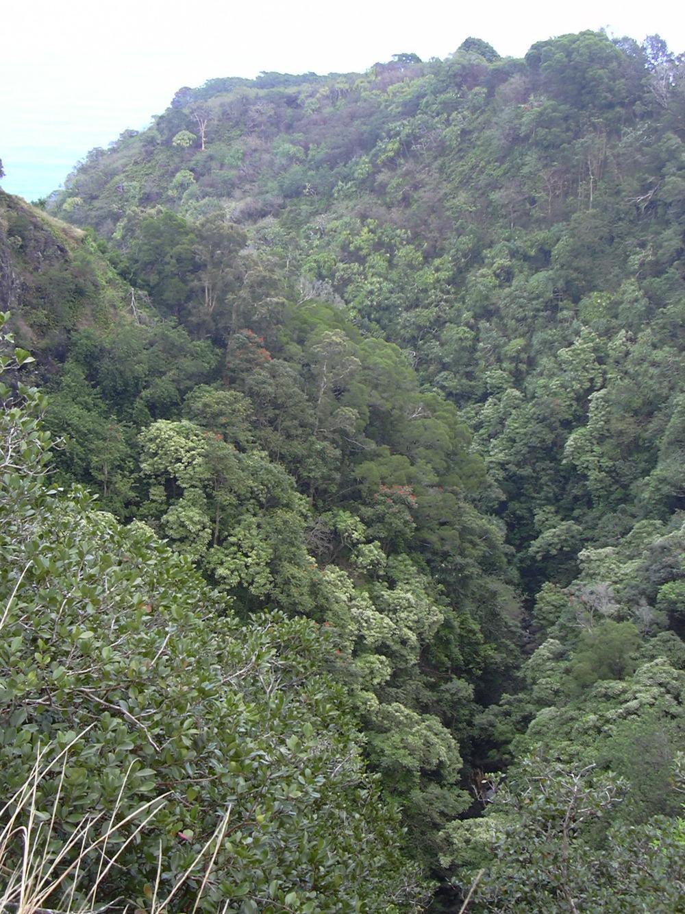 Madagascar Olive (Noronhia emarginata) - Garden.org