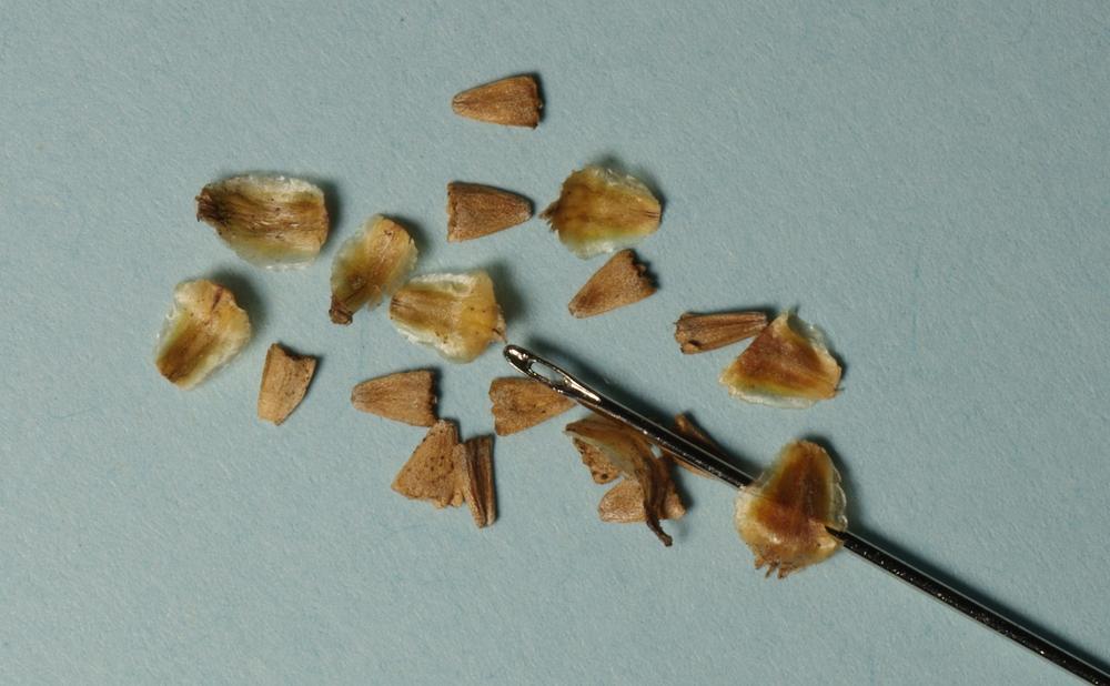 Photo of the seeds of Mount Atlas Daisy (Anacyclus pyrethrum) posted by ...