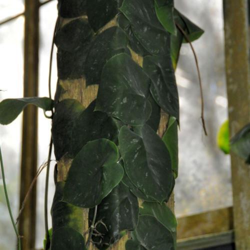 Monstera tuberculata - Garden.org
