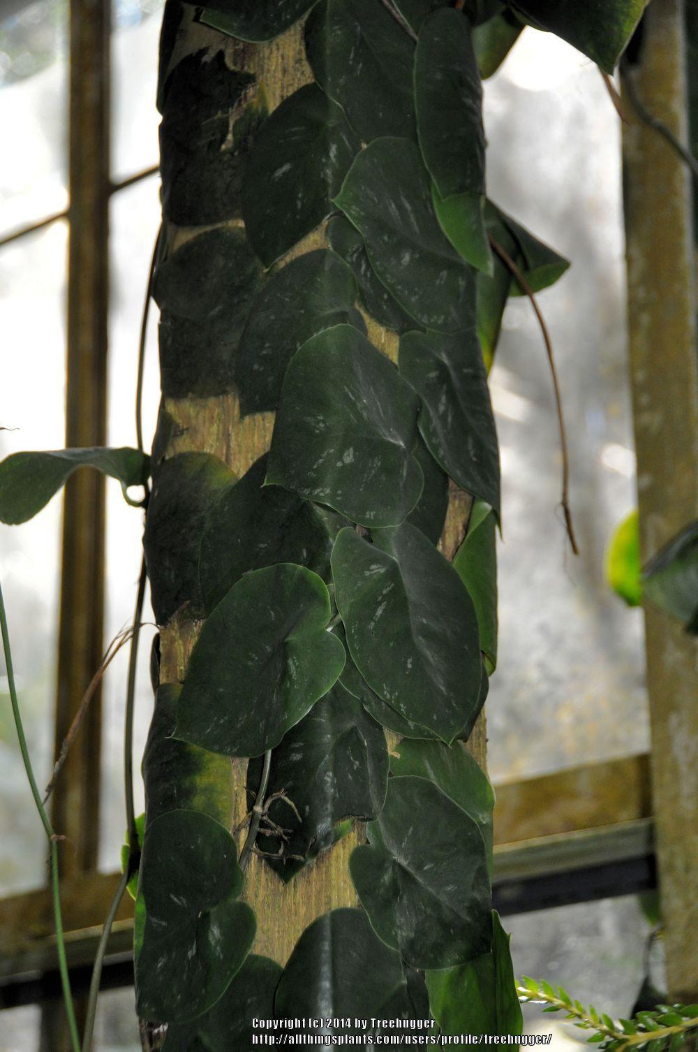 Monstera tuberculata - Garden.org