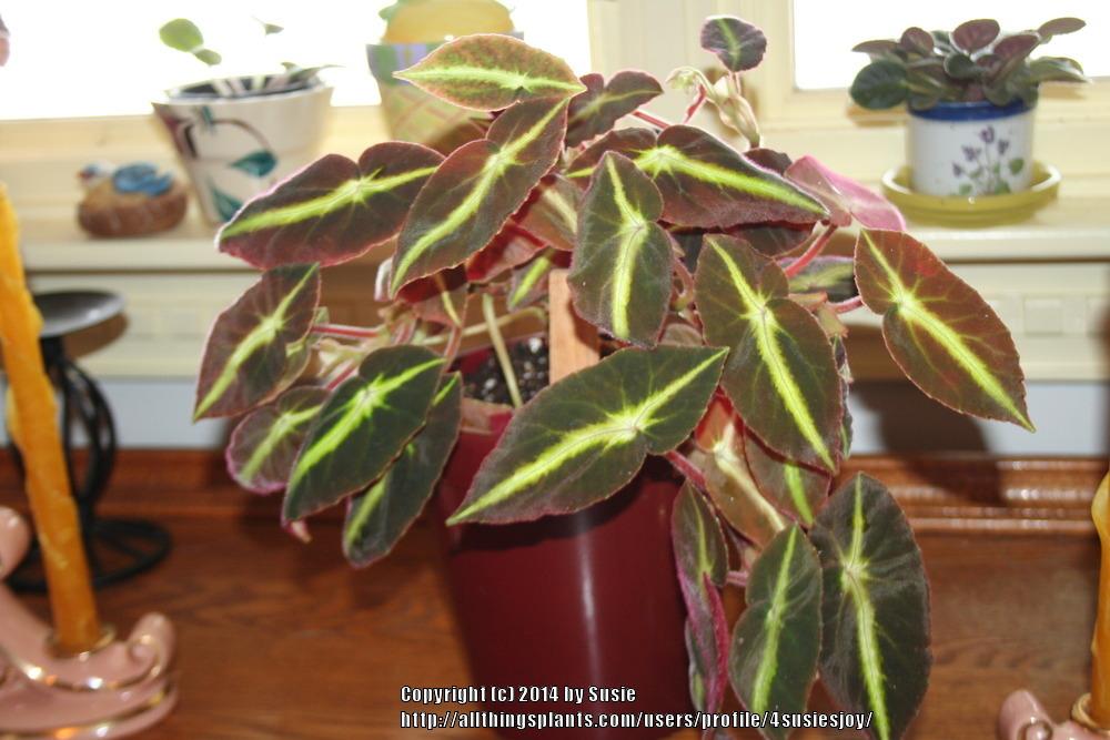 Species Begonia (Begonia listada) in the Begonias Database - Garden.org