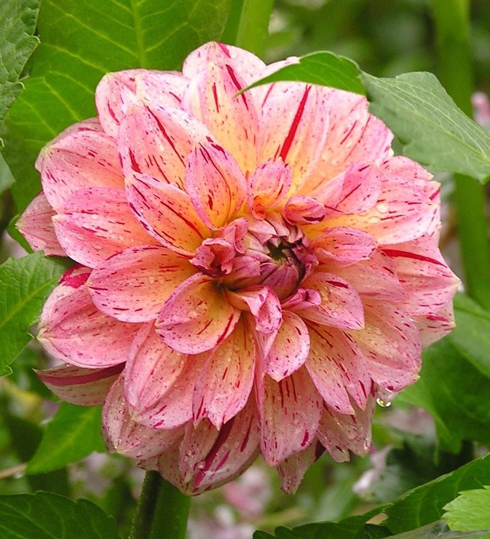 Dahlia 'Carmen Fiesta' in the Dahlias Database - Garden.org