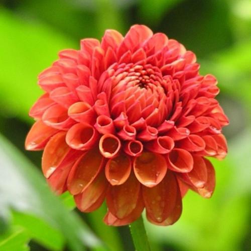 Dahlia 'Valley Rust Bucket' in the Dahlias Database - Garden.org