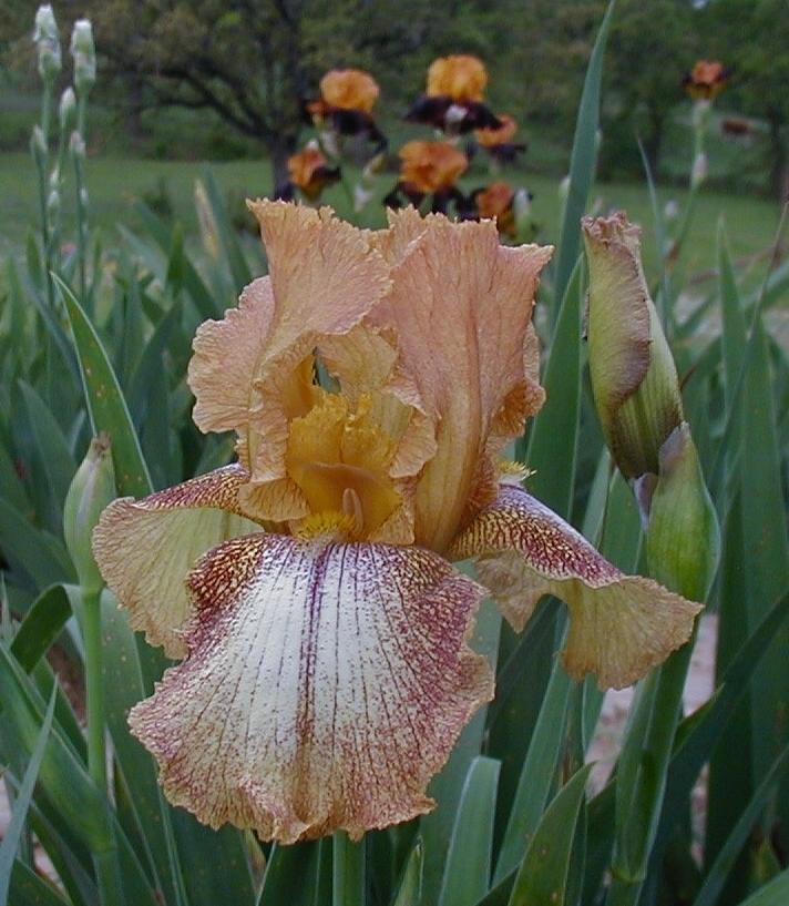 Tall Bearded Iris (Iris 'Honey Lace') in the Irises Database - Garden.org
