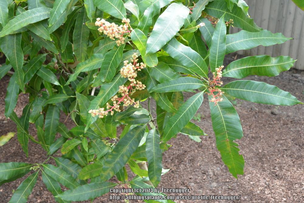 Common Mango (Mangifera indica 'Julie') in the Mangoes Database ...