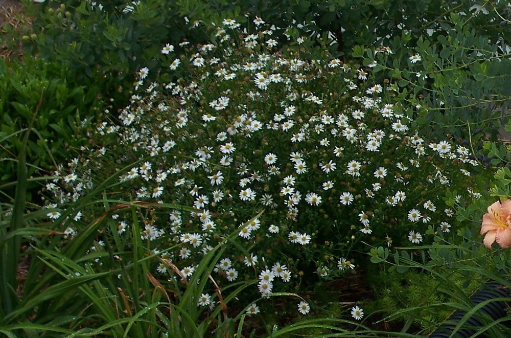 False Aster (Aster integrifolius 'Daisy Mae') in the Asters Database ...