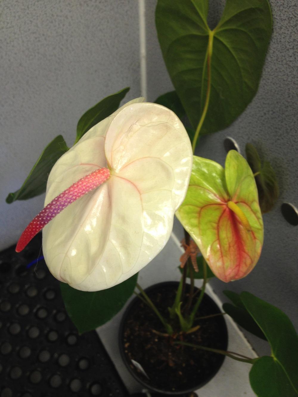 Anthuriums: Plant Care and Collection of Varieties - Garden.org