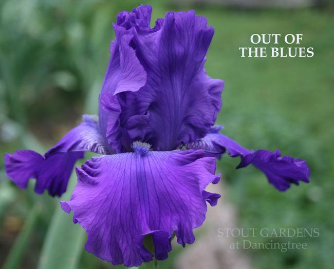 Tall Bearded Iris (Iris 'Out of the Blues') in the Irises Database ...