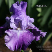 Tall Bearded Iris (Iris 'Psychic') in the Irises Database - Garden.org