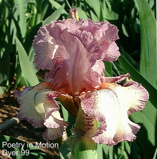 Tall Bearded Iris (Iris 'Poetry in Motion') in the Irises Database ...
