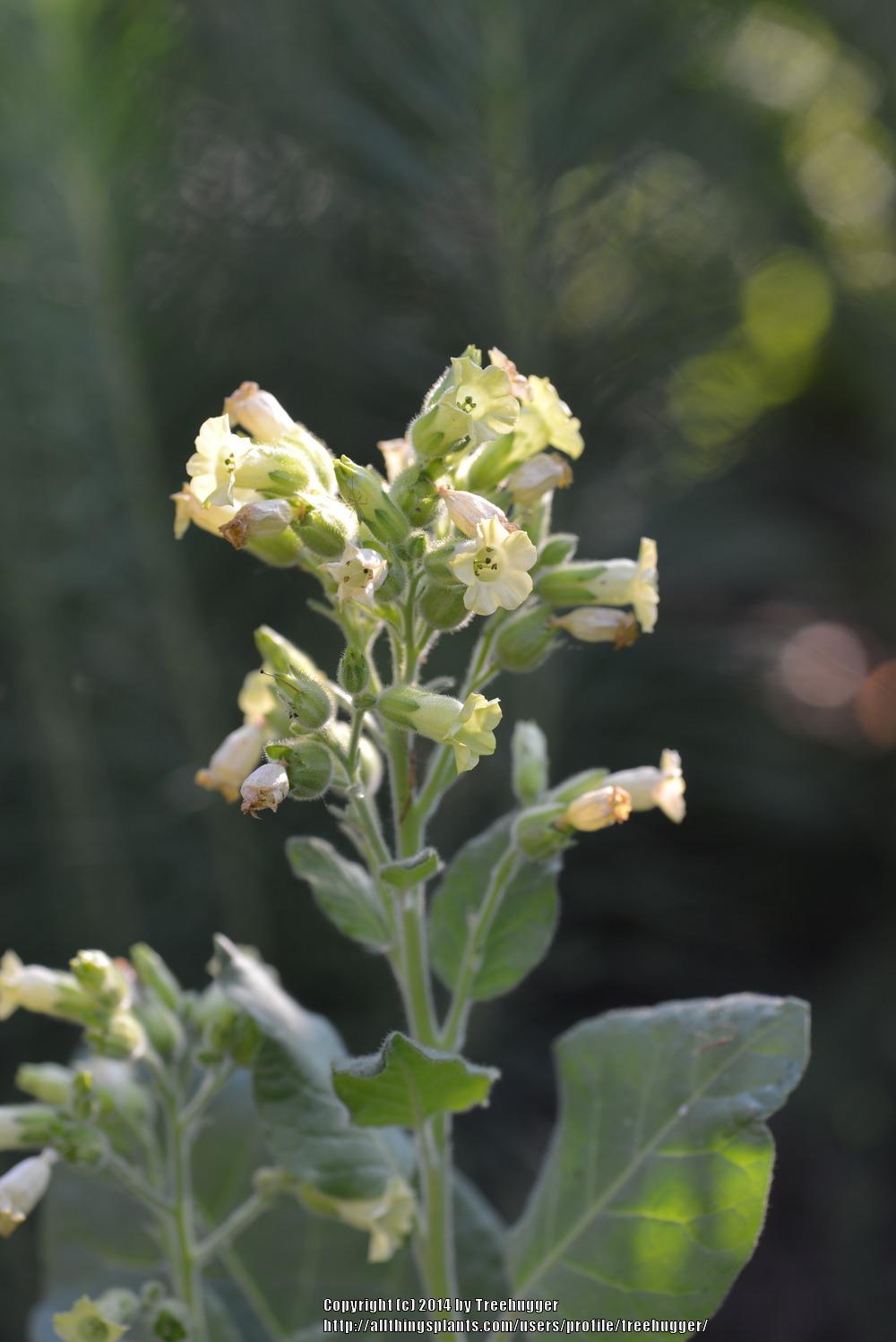 Photo of the fruit of Wild Tobacco (Nicotiana rustica) posted by ...