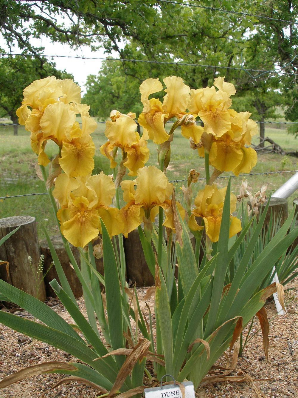 Arilbred Iris (Iris 'Dune') in the Irises Database - Garden.org