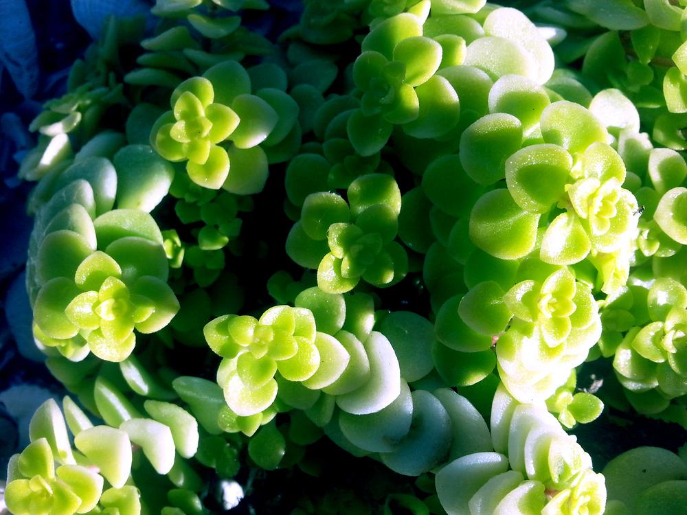 Japanese Woodland Stonecrop (Sedum makinoi) in the Sedums Database ...