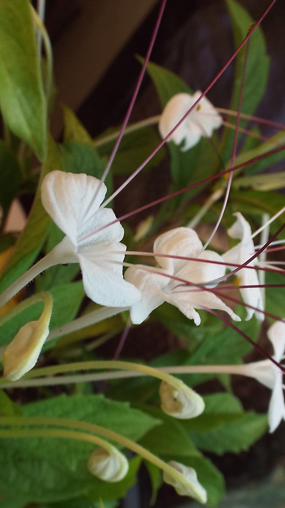 Photo of the bloom of Musical Note Plant (Rotheca microphylla) posted ...