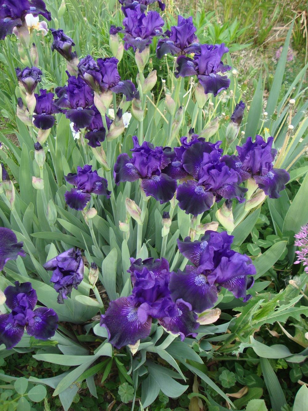 Photo of the entire plant of Intermediate Bearded Iris (Iris 'Star in ...