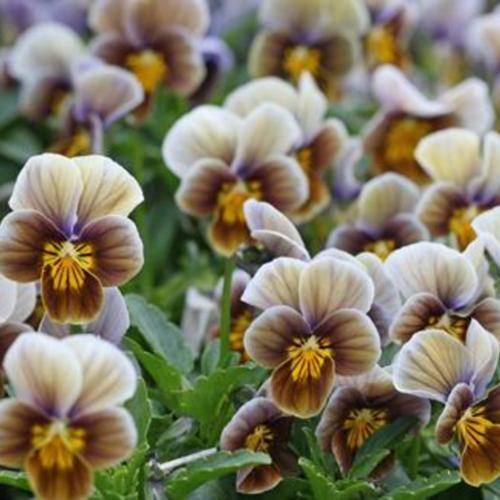 Pansy (Viola 'Velour Frosted Chocolate') in the Violas Database ...