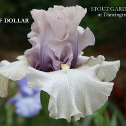 Tall Bearded Iris (Iris 'Half Dollar') in the Irises Database - Garden.org