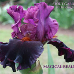 Tall Bearded Iris (Iris 'Magical Realism') in the Irises Database ...