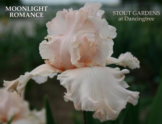 Tall Bearded Iris (Iris 'Moonlight Romance') in the Irises Database ...