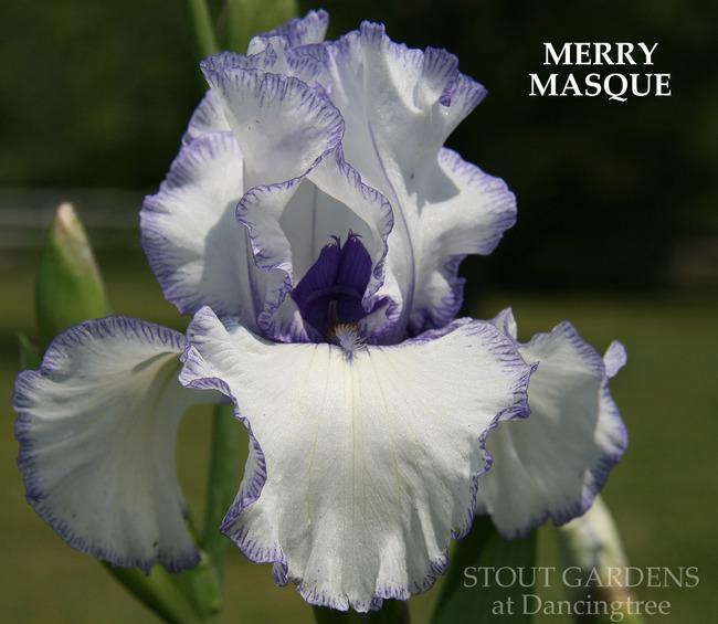 Tall Bearded Iris (Iris 'Merry Masque') in the Irises Database - Garden.org