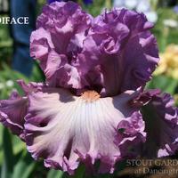 Photo of the bloom of Tall Bearded Iris (Iris 'Edifice') posted by ...