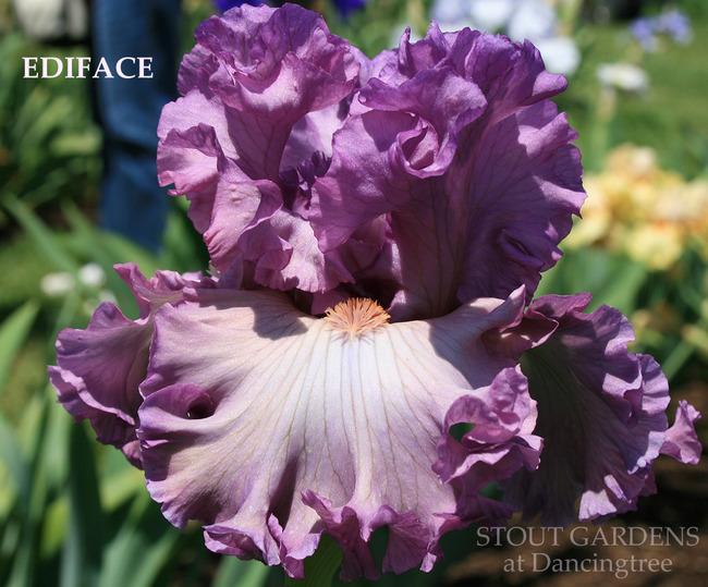 Photo of the bloom of Tall Bearded Iris (Iris 'Edifice') posted by ...