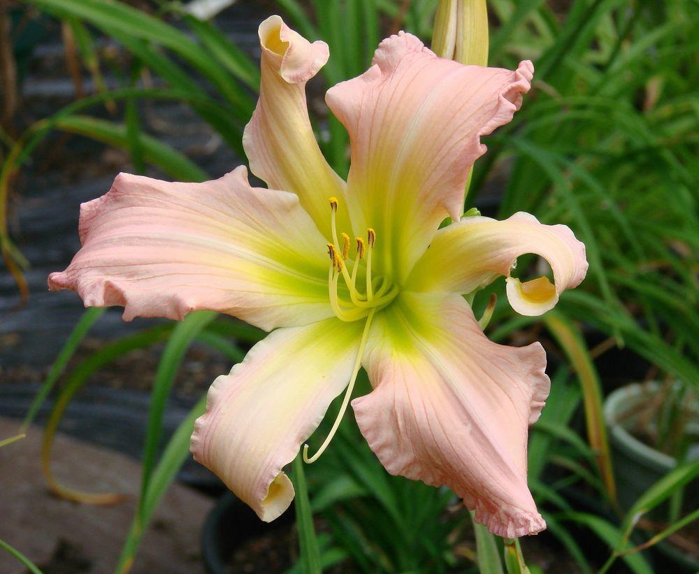 Daylily (Hemerocallis 'Pink Windmill') in the Daylilies Database ...