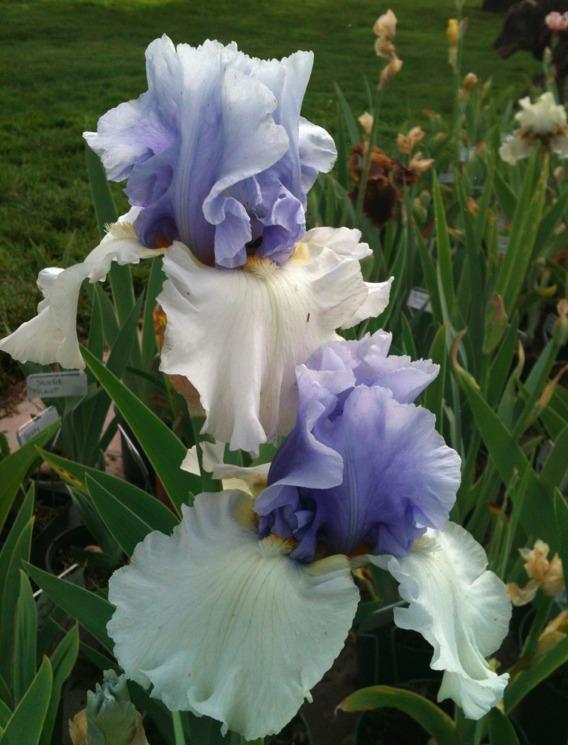 Photo of the bloom of Tall Bearded Iris (Iris 'Alpenview') posted by ...