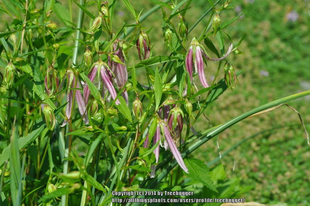 Photo of the bloom of Bellflower (Campanula punctata 'Pink Octopus ...